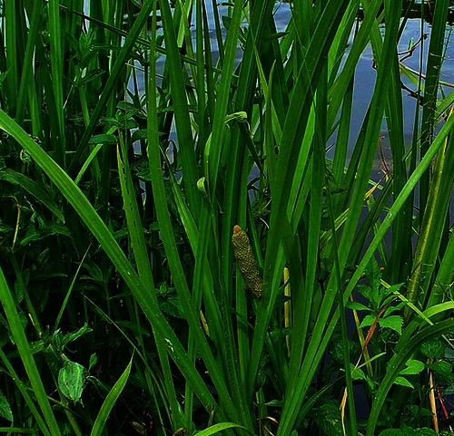 Acorus calamus :Biodiversity for Food and Nutrition