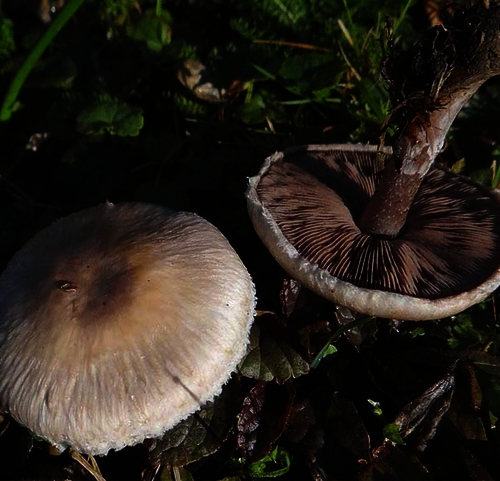 Agaricus spp. :Biodiversity for Food and Nutrition