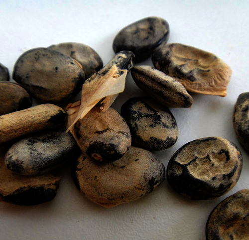 Amburana cearensis :Biodiversity for Food and Nutrition