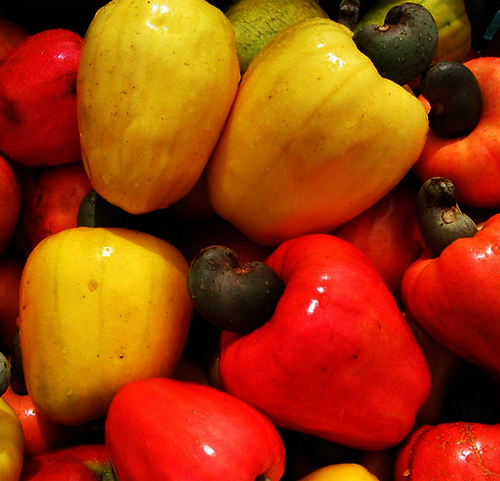 Anacardium occidentale :Biodiversity for Food and Nutrition