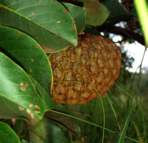 Annona crassiflora :Biodiversity for Food and Nutrition