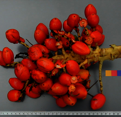 Bactris gasipaes :Biodiversity for Food and Nutrition