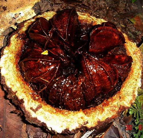 Bertholletia excelsa :Biodiversity for Food and Nutrition