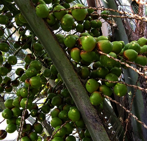 Butia capitata :Biodiversity for Food and Nutrition