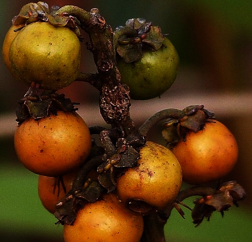 Byrsonima crassifolia :Biodiversity for Food and Nutrition