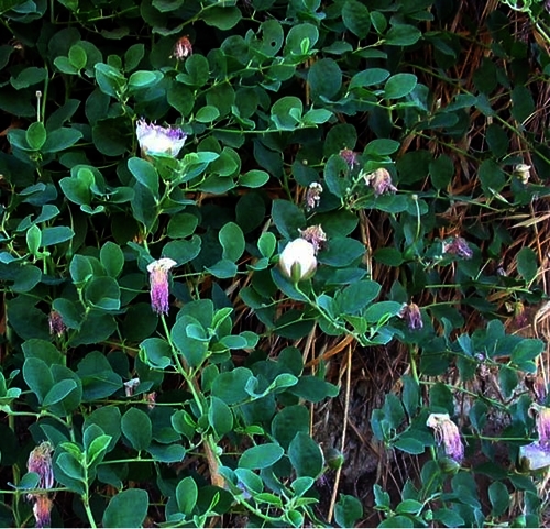 Capparis spinosa (wild) :Biodiversity for Food and Nutrition