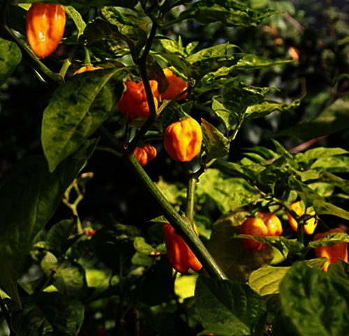 Capsicum chinense Jacq. :Biodiversity for Food and Nutrition