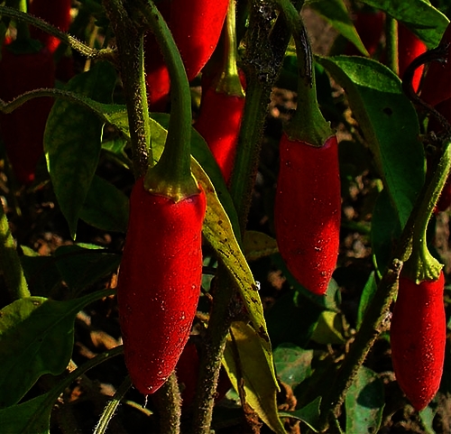 Capsicum frutescens :Biodiversity for Food and Nutrition