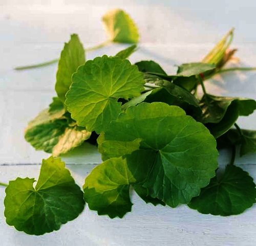 Centella asiatica :Biodiversity for Food and Nutrition
