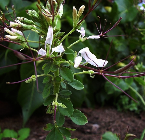 Cleome gynandra :Biodiversity for Food and Nutrition