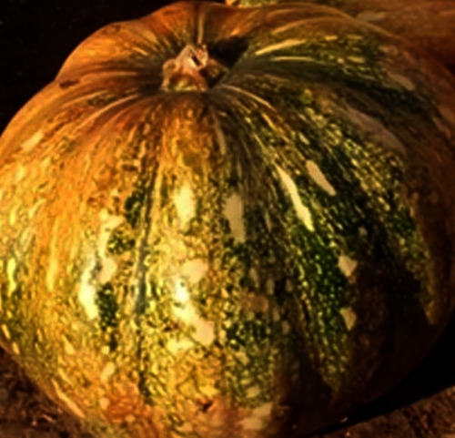 Curcubita maxima :Biodiversity for Food and Nutrition
