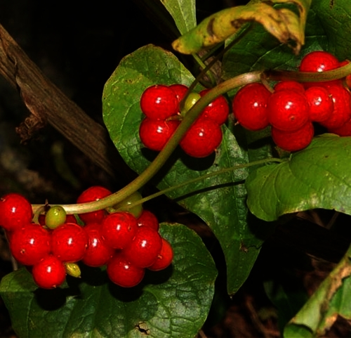 Dioscorea communis :Biodiversity for Food and Nutrition