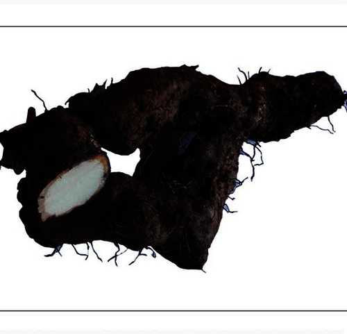 Dioscorea esculenta :Biodiversity for Food and Nutrition