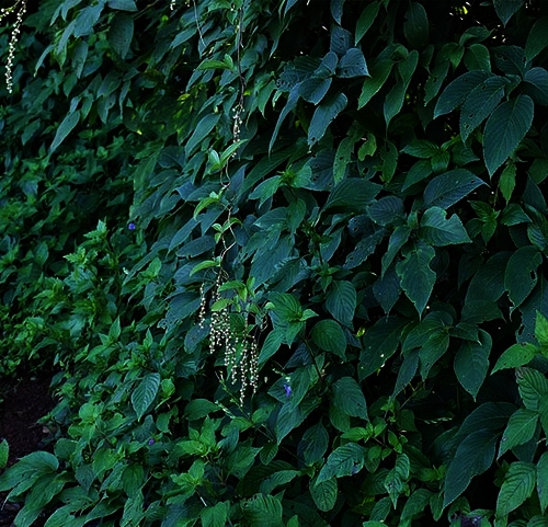 Dioscorea pentaphylla :Biodiversity for Food and Nutrition