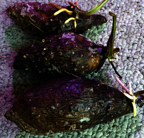 Dioscorea trifida :Biodiversity for Food and Nutrition