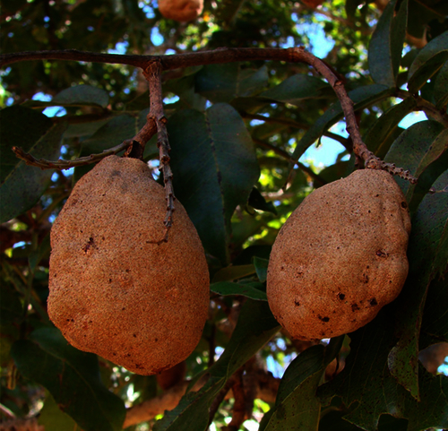 Dipteryx alata :Biodiversity for Food and Nutrition