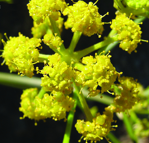 Ferulago trachycarpa :Biodiversity for Food and Nutrition