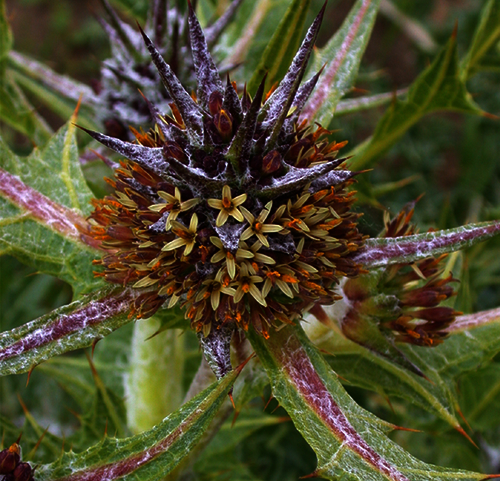 Gundelia tournefortii :Biodiversity for Food and Nutrition