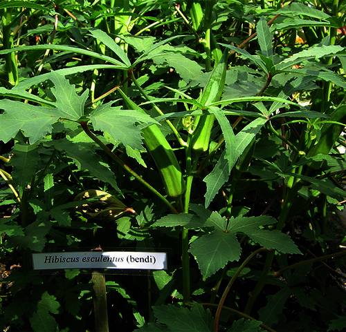 Hibiscus esculentus :Biodiversity for Food and Nutrition