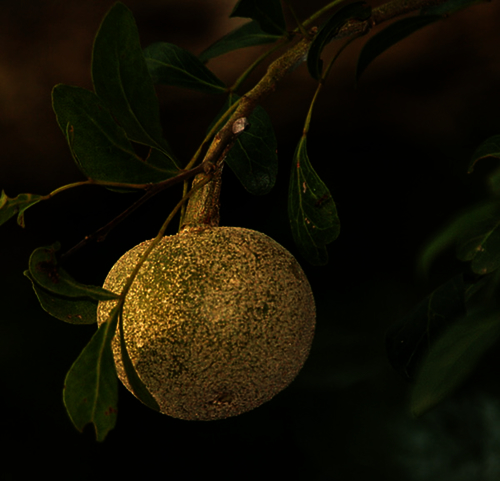 Limonia acidissima :Biodiversity for Food and Nutrition