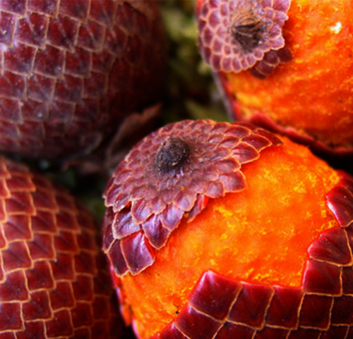 Mauritia flexuosa :Biodiversity for Food and Nutrition