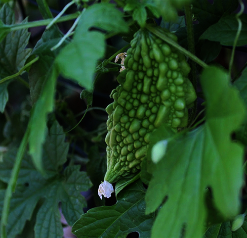 Momordica charantia :Biodiversity for Food and Nutrition