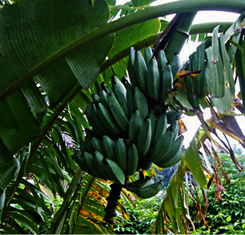 Musa paradisiaca :Biodiversity for Food and Nutrition